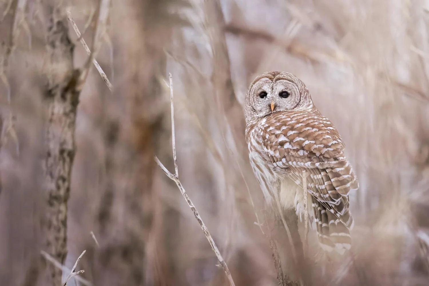 Perfect Wildlife Portraits | by Elodie Meyer
