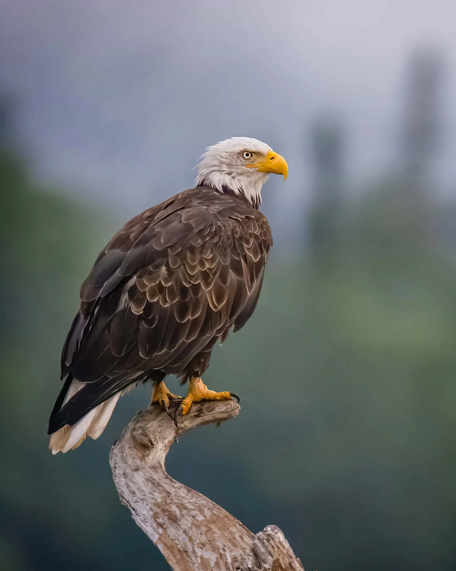 Perfect Wildlife Portraits | by Elodie Meyer