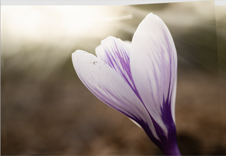 Focus Stacking: How I Get Everything in Focus in My Macro Shots | by ...