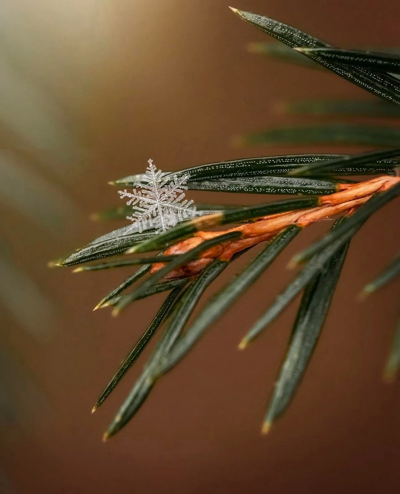 Macro Photography Tips for Nature Lovers