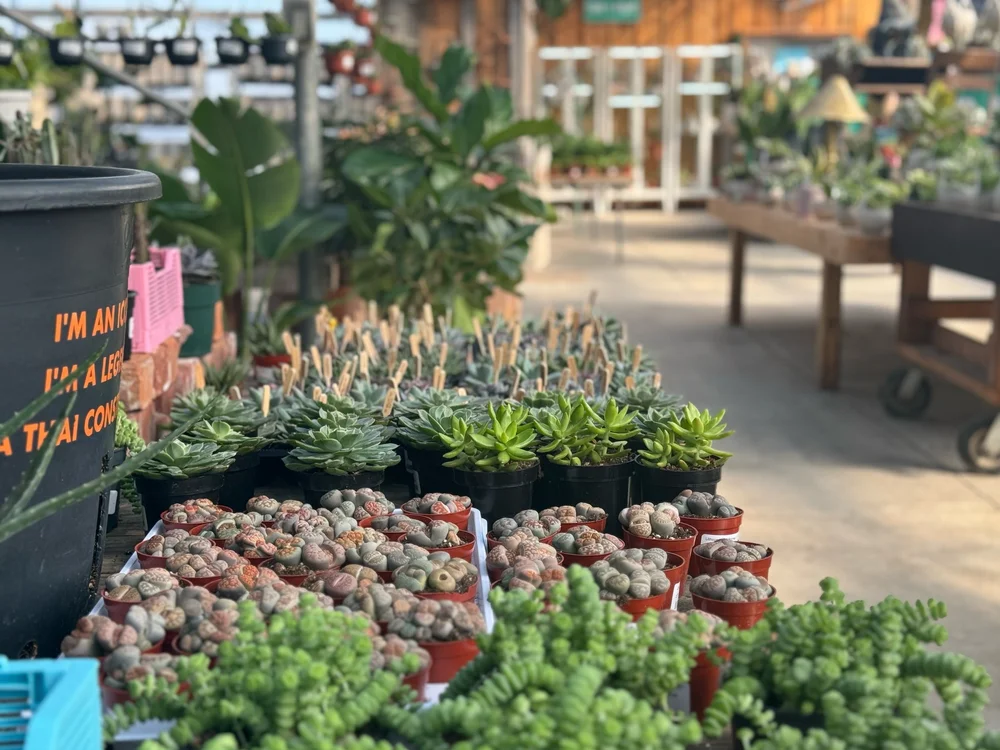 Tropical Plants — Harper's Garden Centre | Hamilton, Ontario