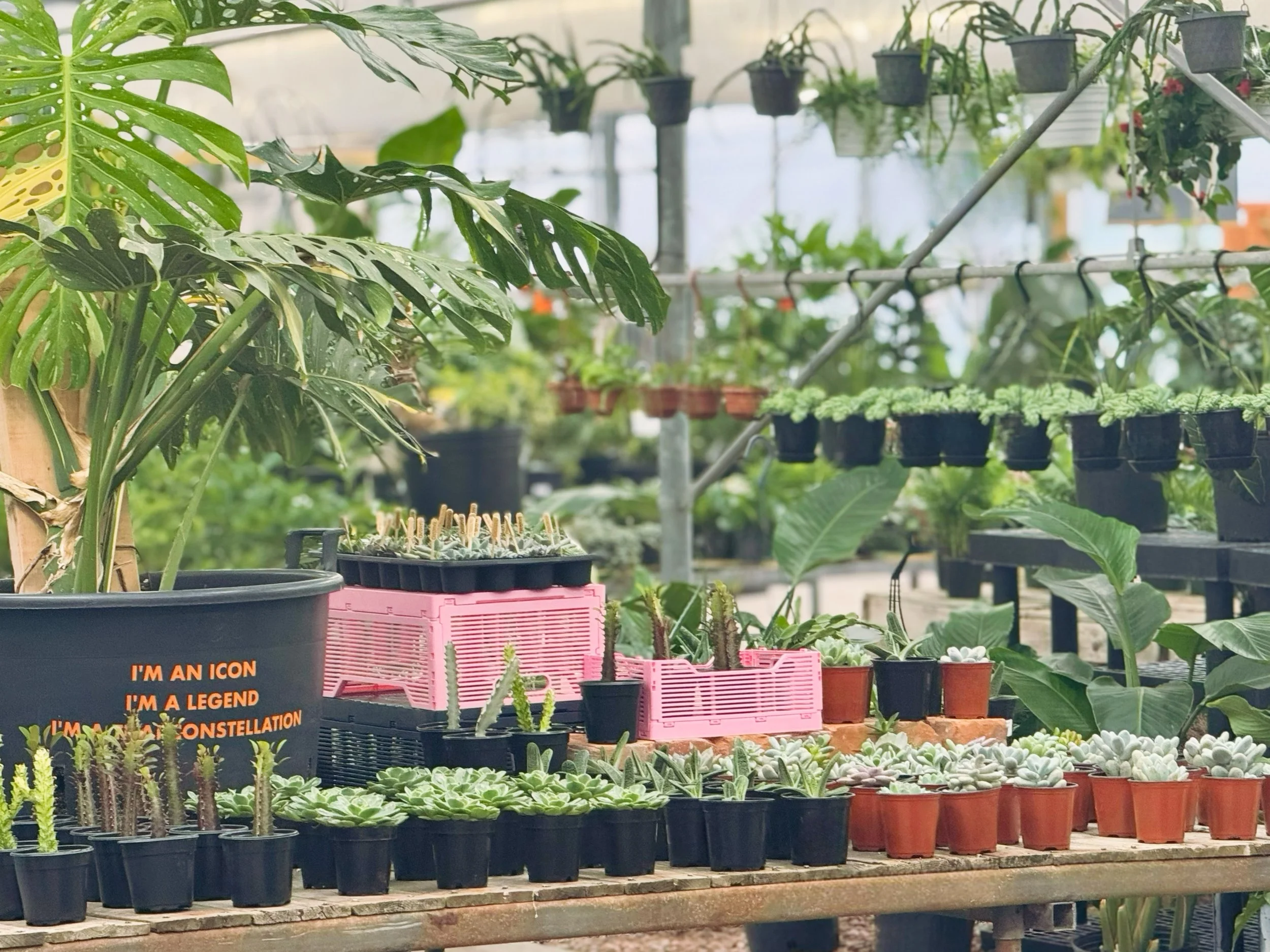 Tropical Plants — Harper's Garden Centre | Hamilton, Ontario