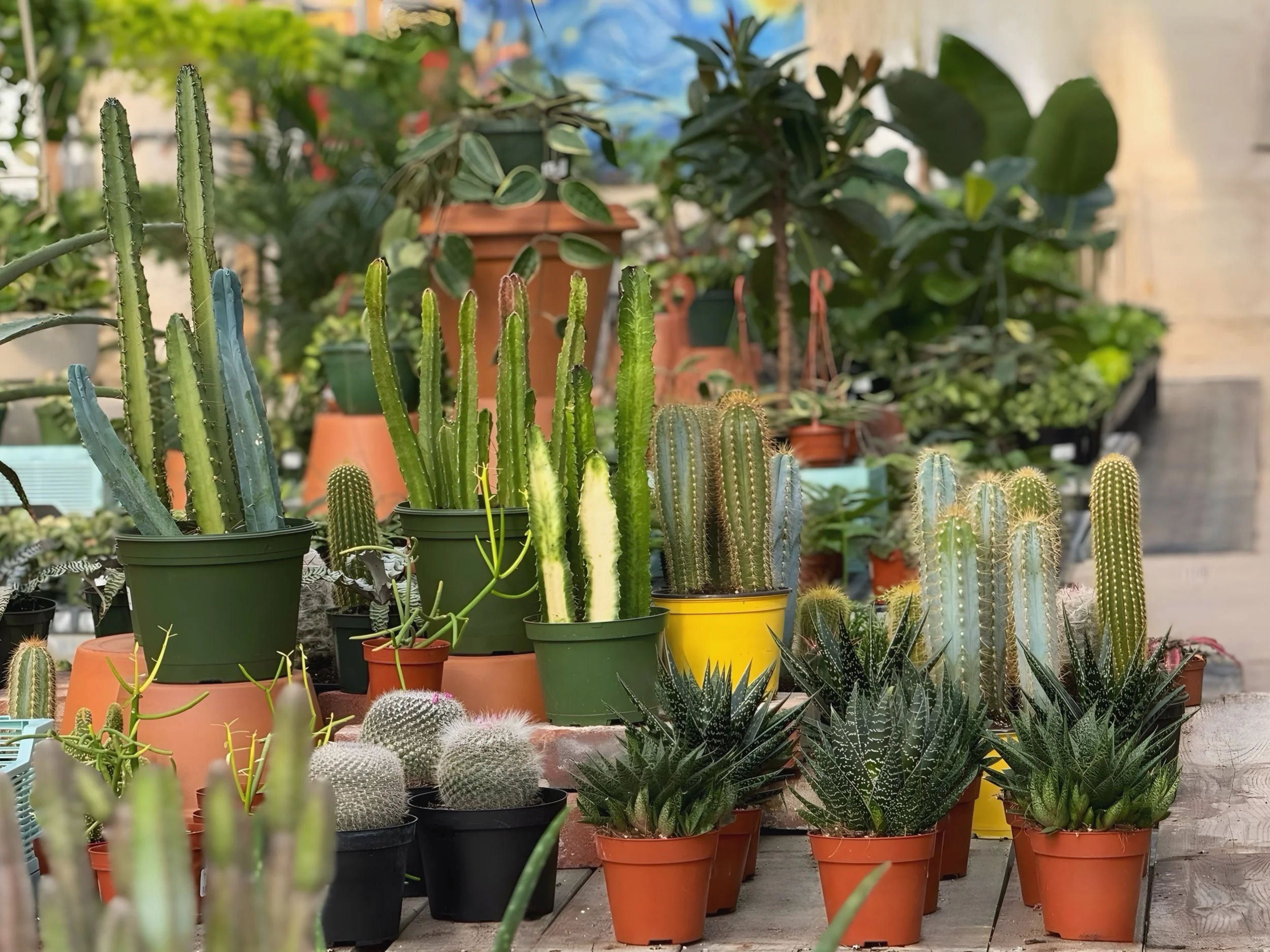 Tropical Plants — Harper's Garden Centre | Hamilton, Ontario