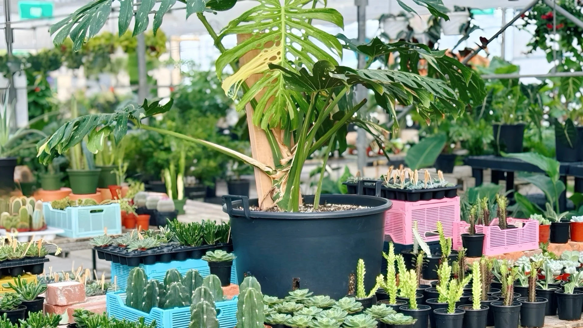 Tropical Plants — Harper's Garden Centre | Hamilton, Ontario