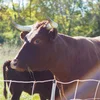 Flack Family Farm | Vermont Lacto-Ferments & Grass-Fed Animals