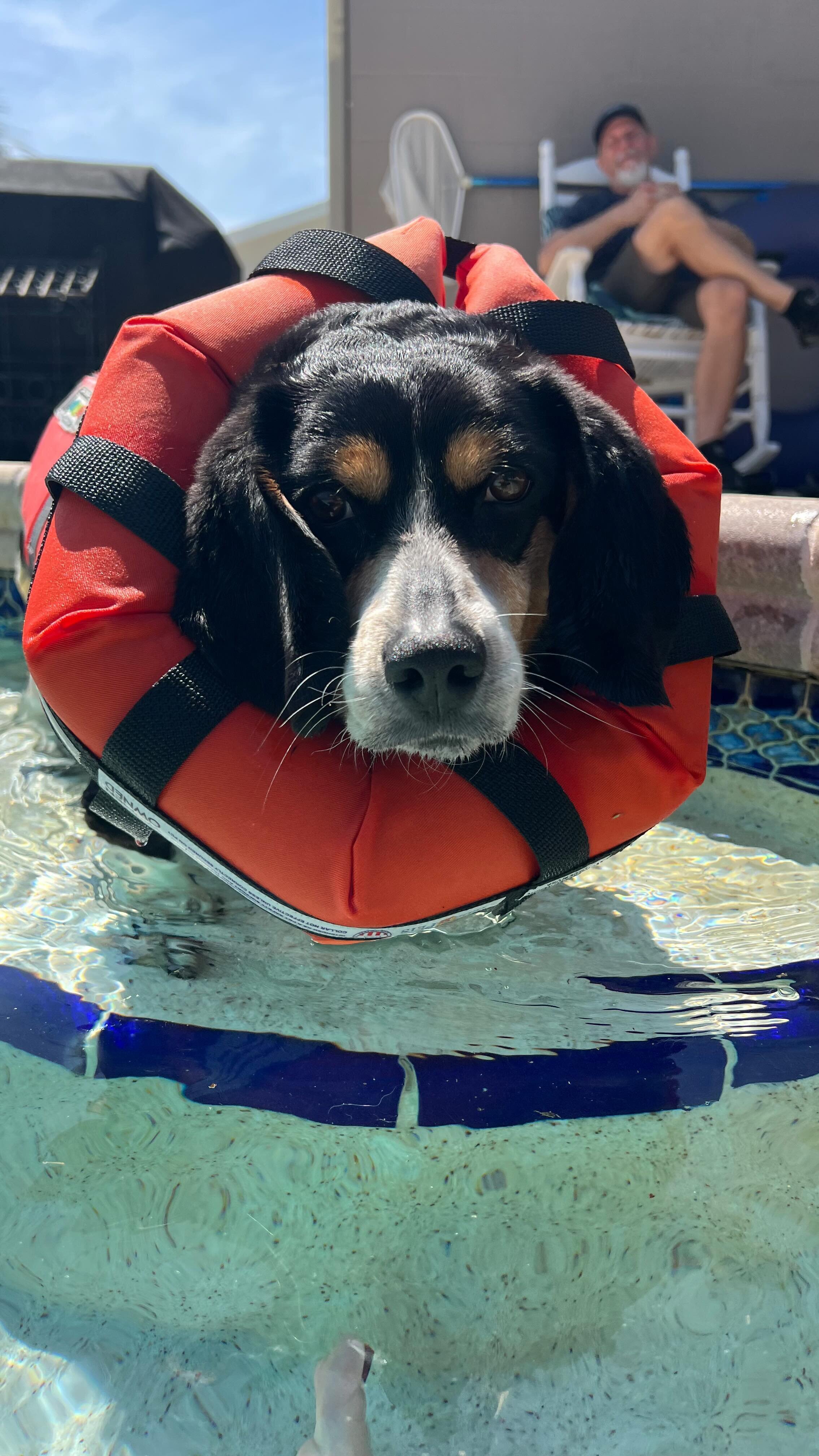 Hydrotherapy for Dogs | Canine Hydrotherapy