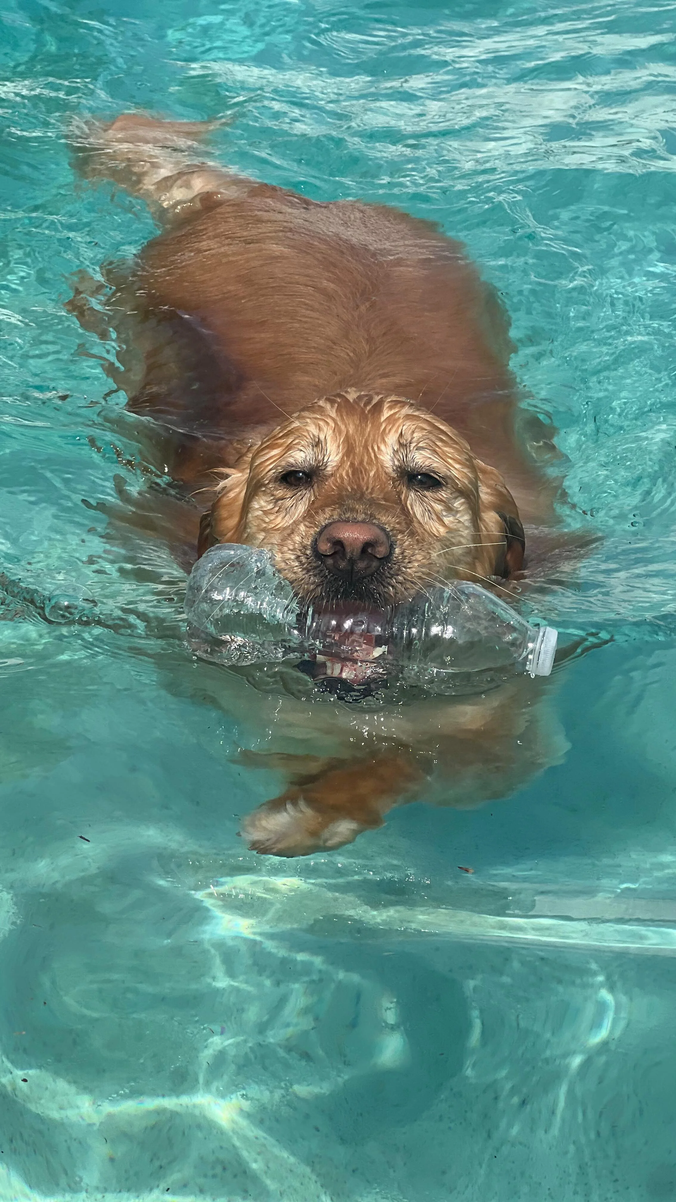 Hydrotherapy for Dogs | Canine Hydrotherapy