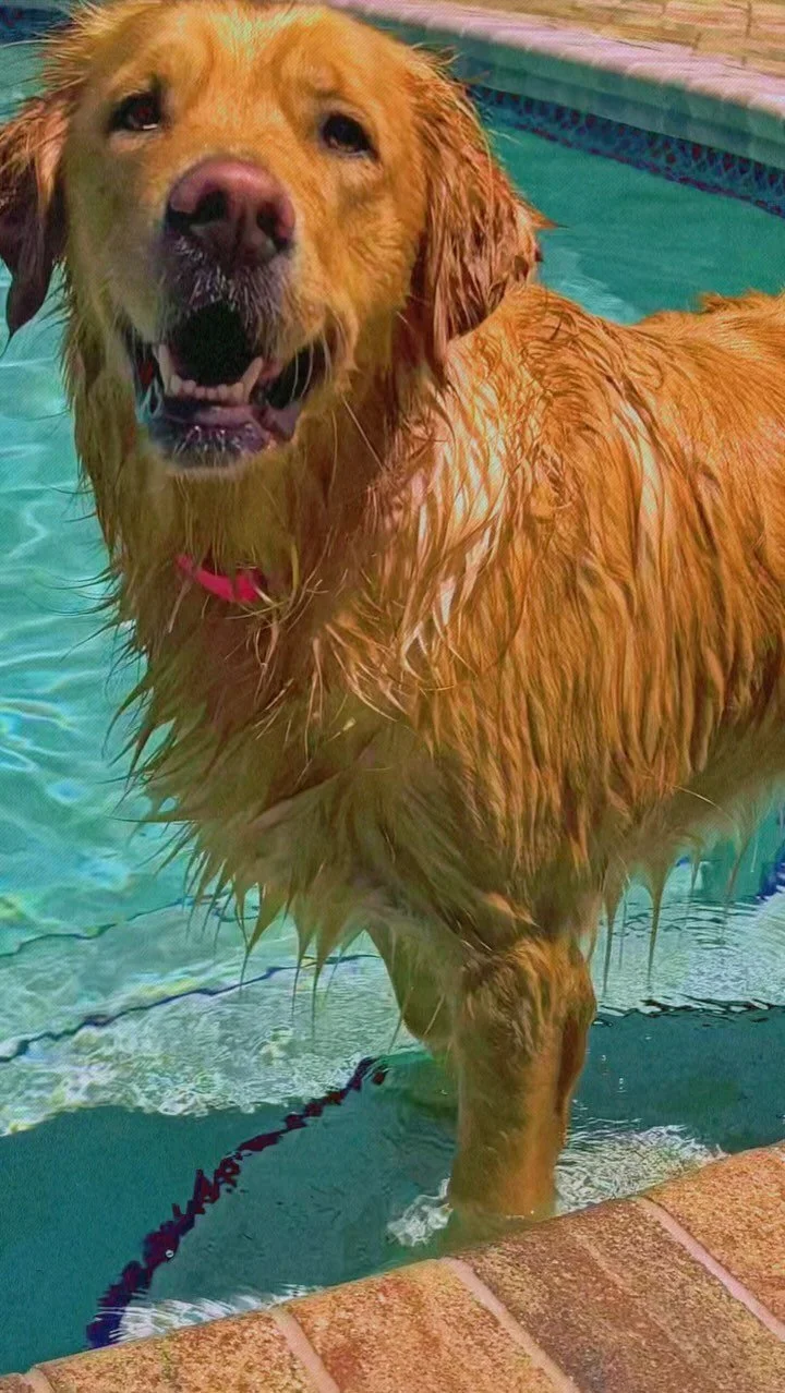 Hydrotherapy for Dogs | Canine Hydrotherapy