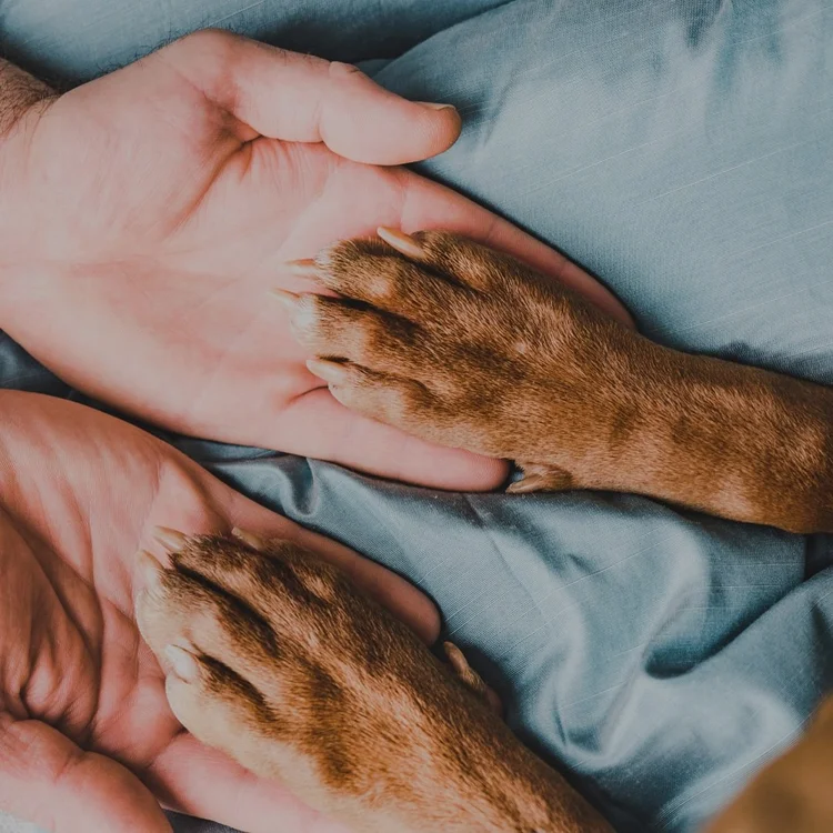 Hydrotherapy for Dogs | Canine Hydrotherapy