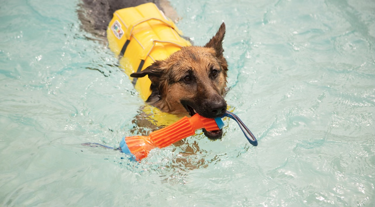 Hydrotherapy for Dogs | Canine Hydrotherapy