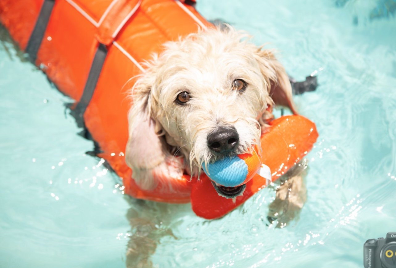 Hydrotherapy for Dogs | Canine Hydrotherapy