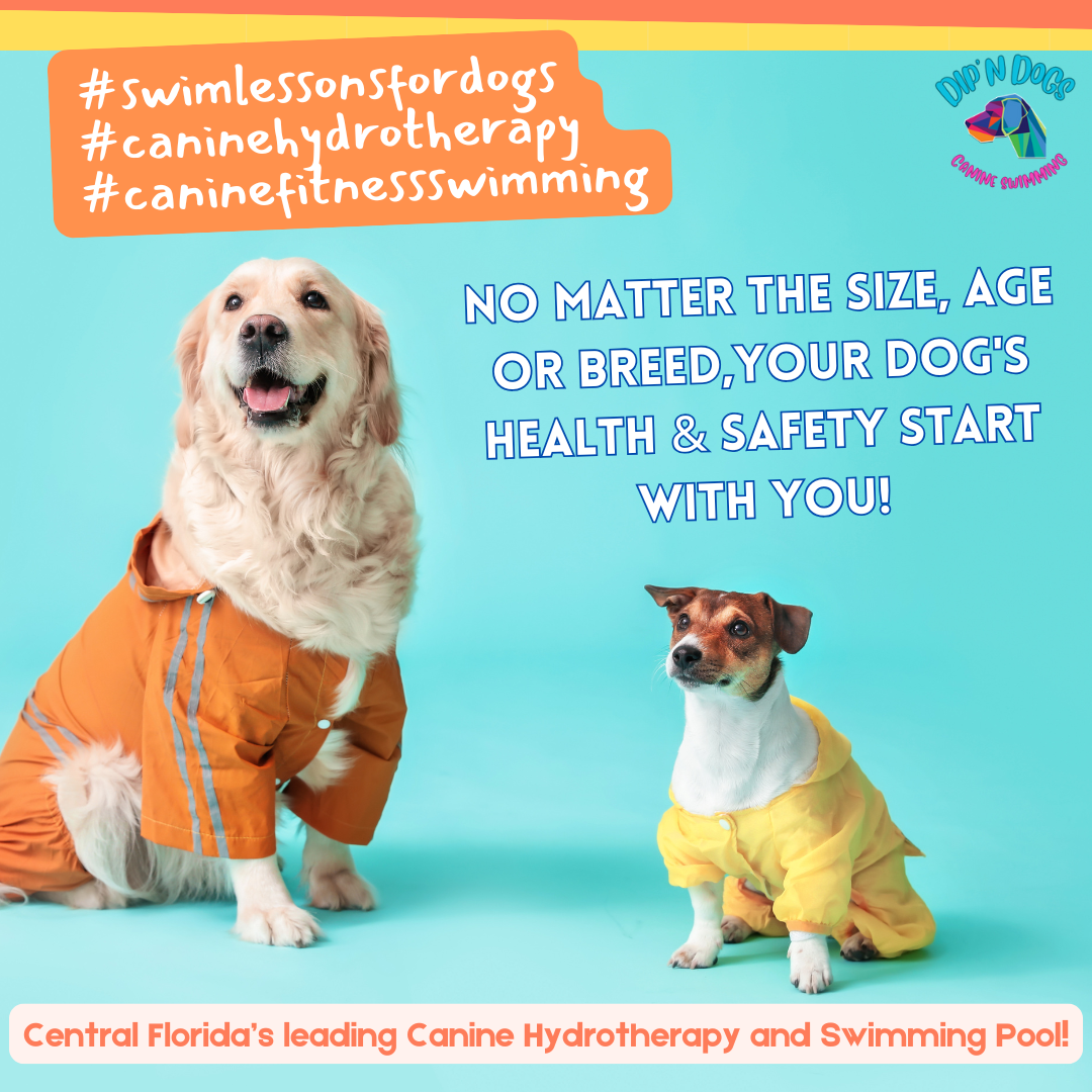 Hydrotherapy for Dogs | Canine Hydrotherapy