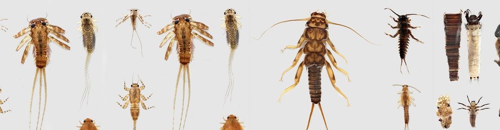 River Watch — Haw River Assembly