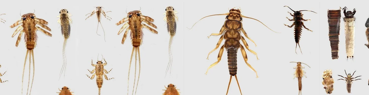 River Watch — Haw River Assembly