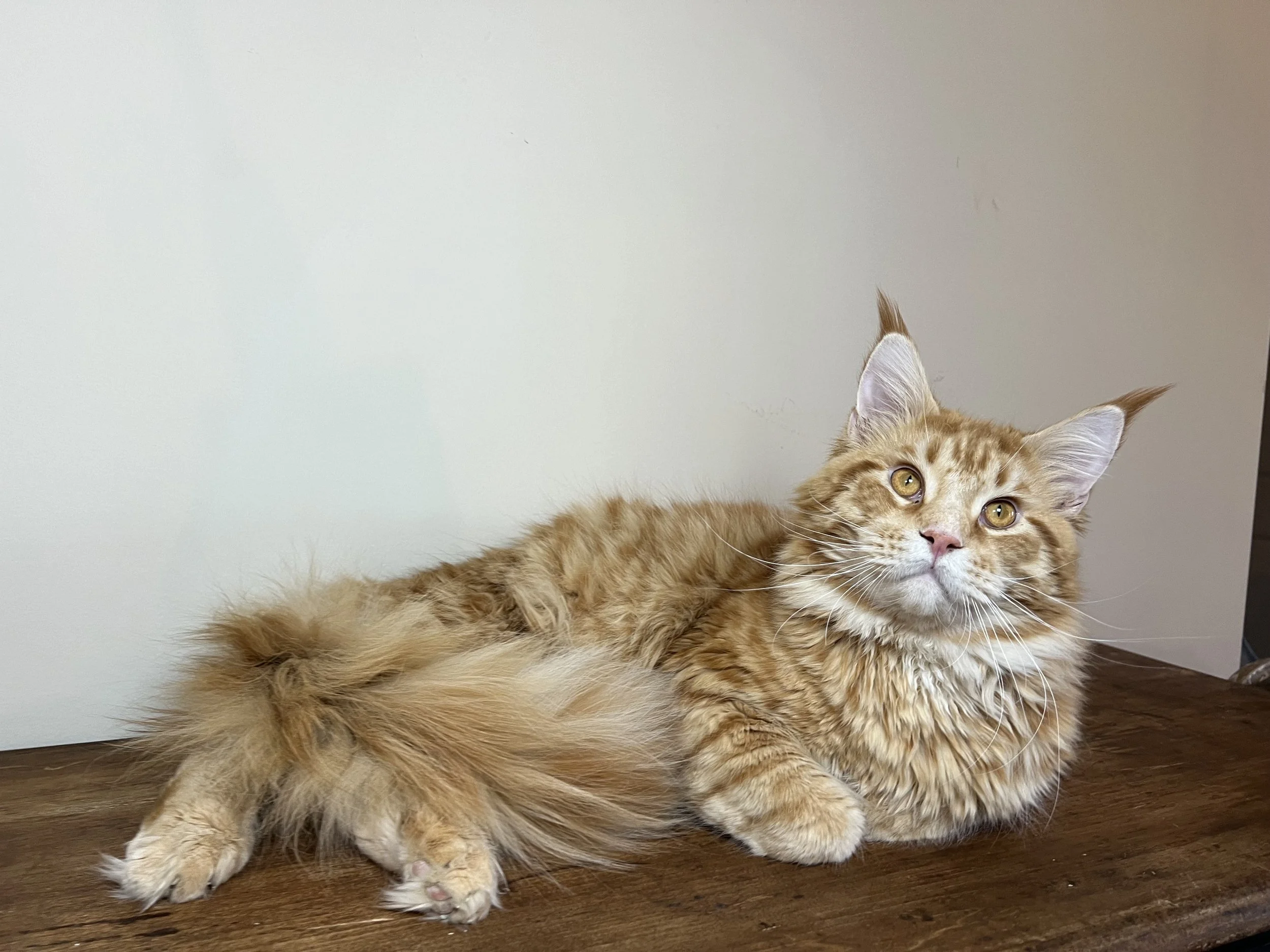 Deer Creek Maine Coons