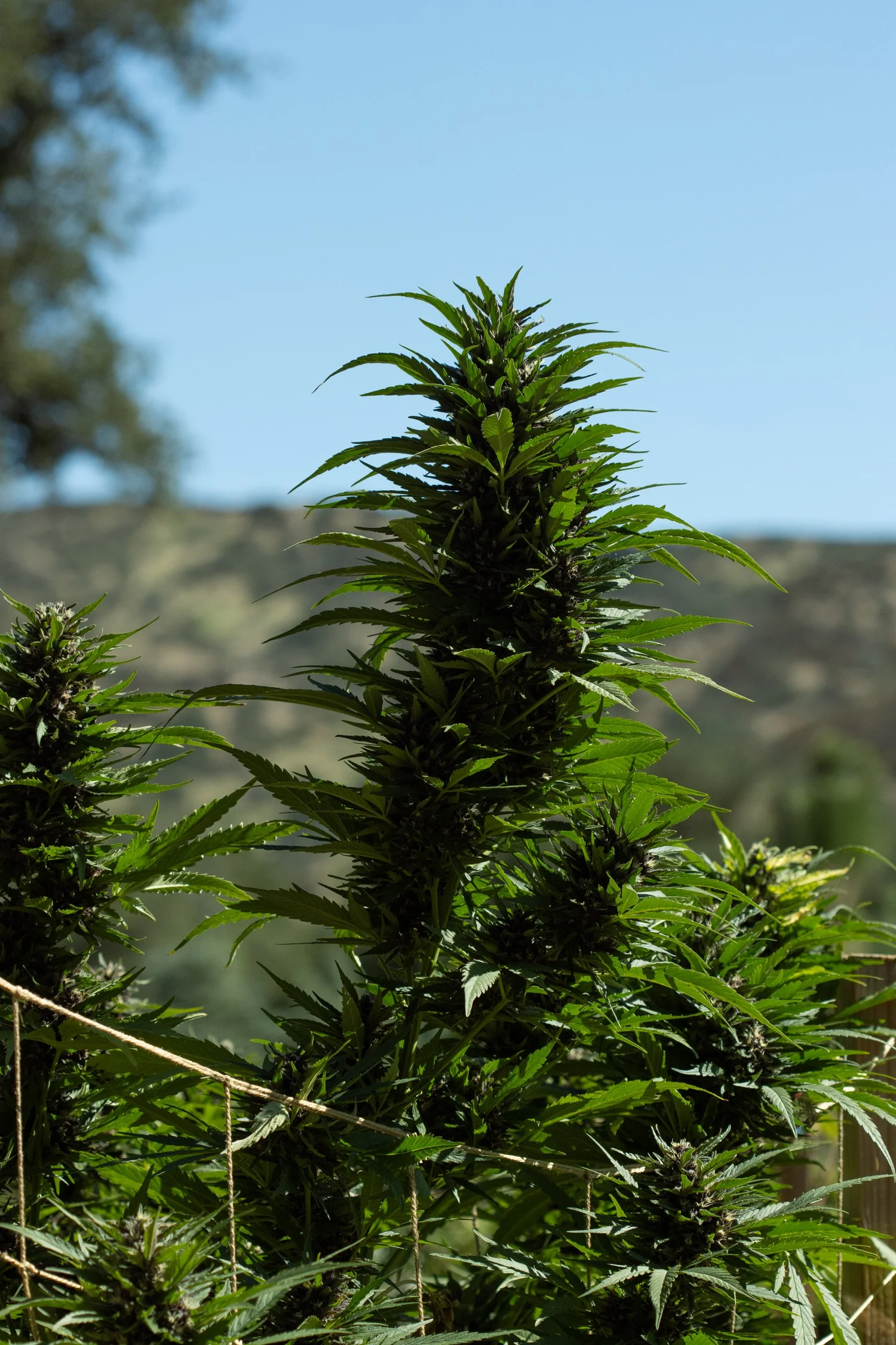 Gallery — Pure Green OG