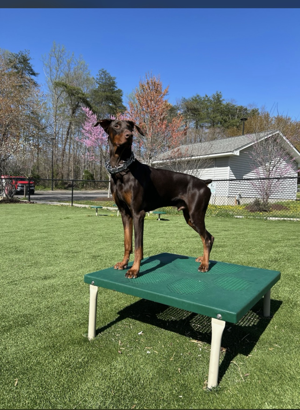 Dog Training DMV | Dog Principal: In-Home & Public Areas