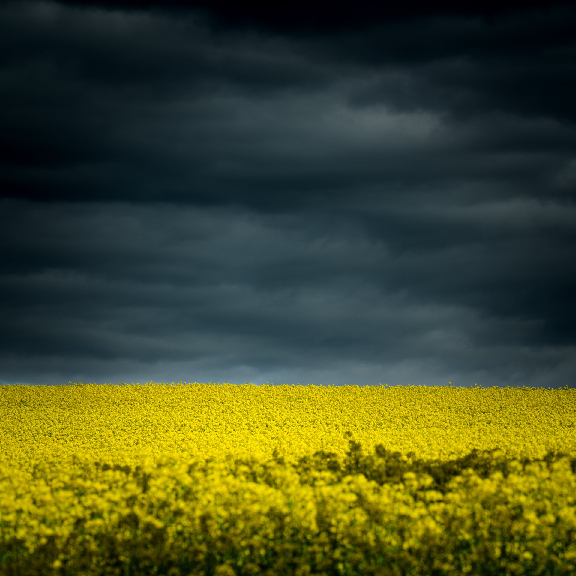 Sunflowers — Simon Ray Photography