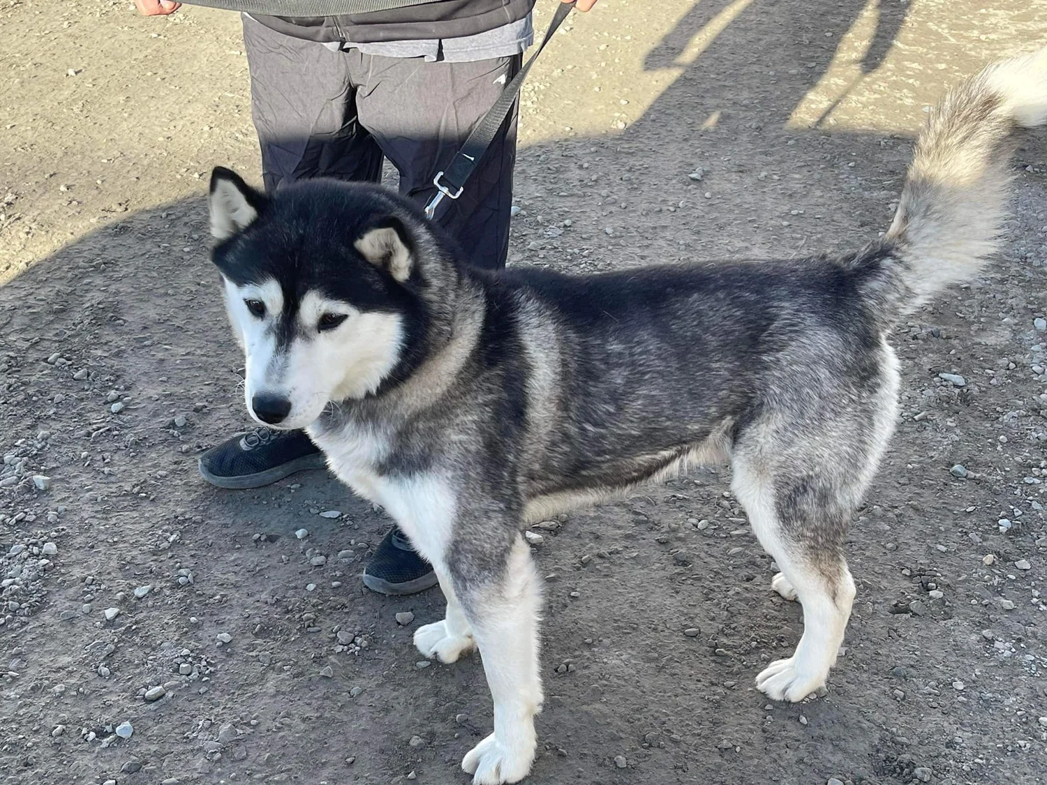 About — K9 Advocacy Manitoba