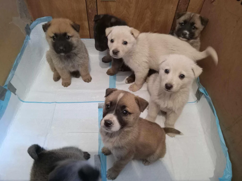 About — K9 Advocacy Manitoba