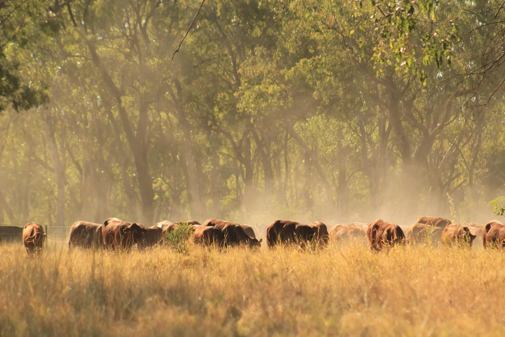 Red Diamond Beef Company