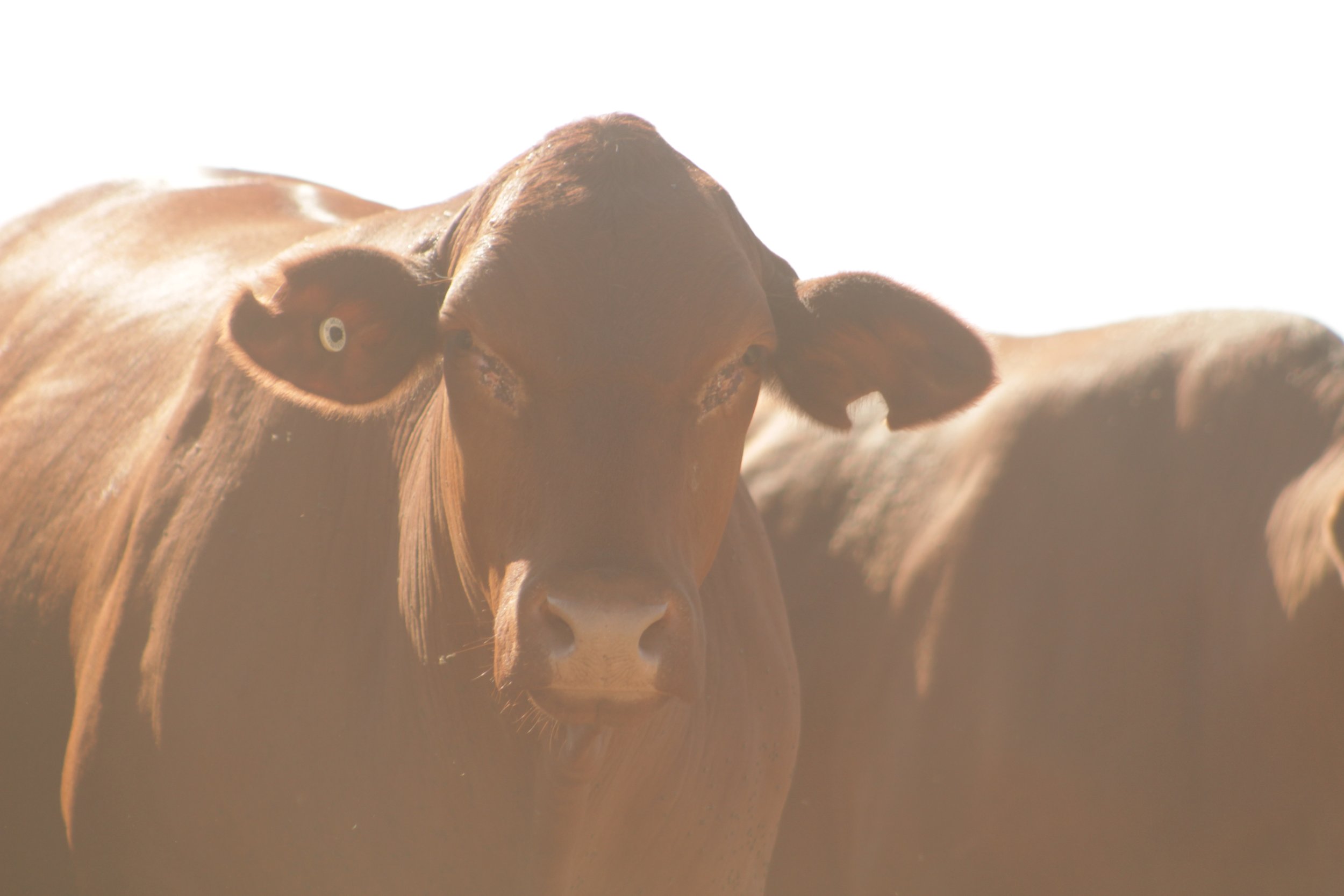 Red Diamond Beef Company