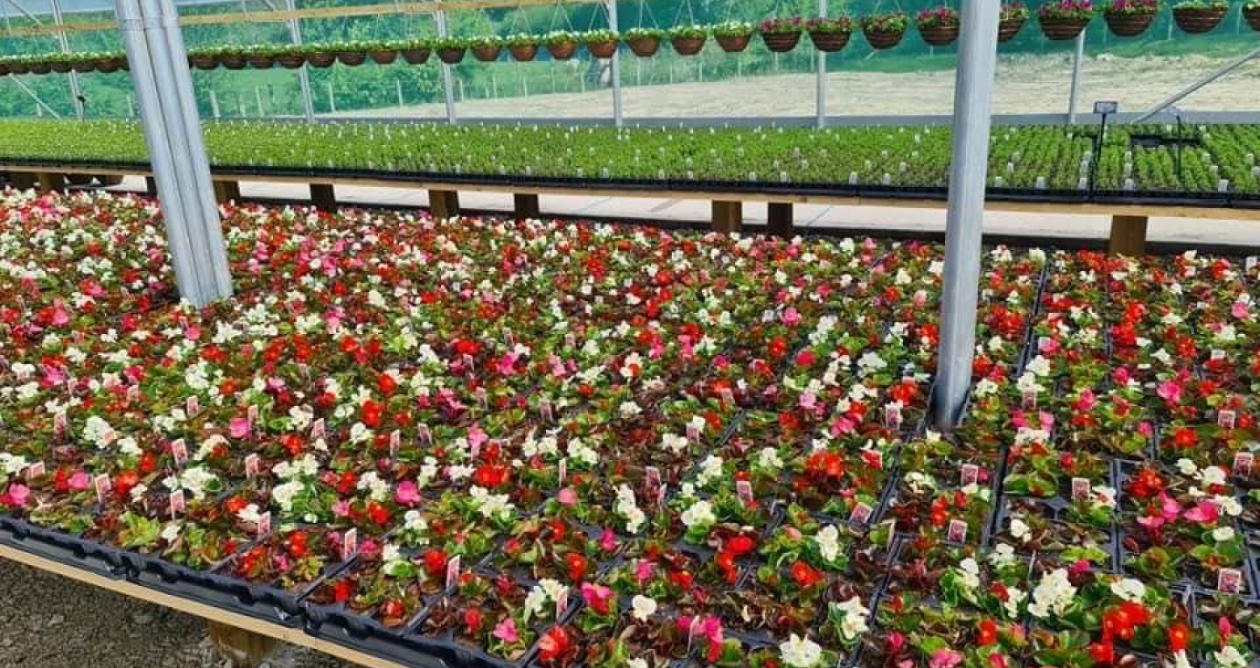 Newlands Nursery Chatburn Clitheroe