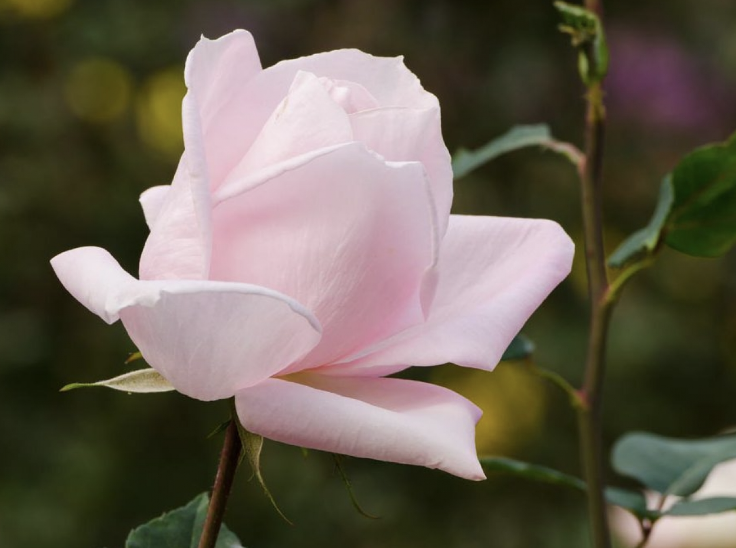 Kingwood Garden Center