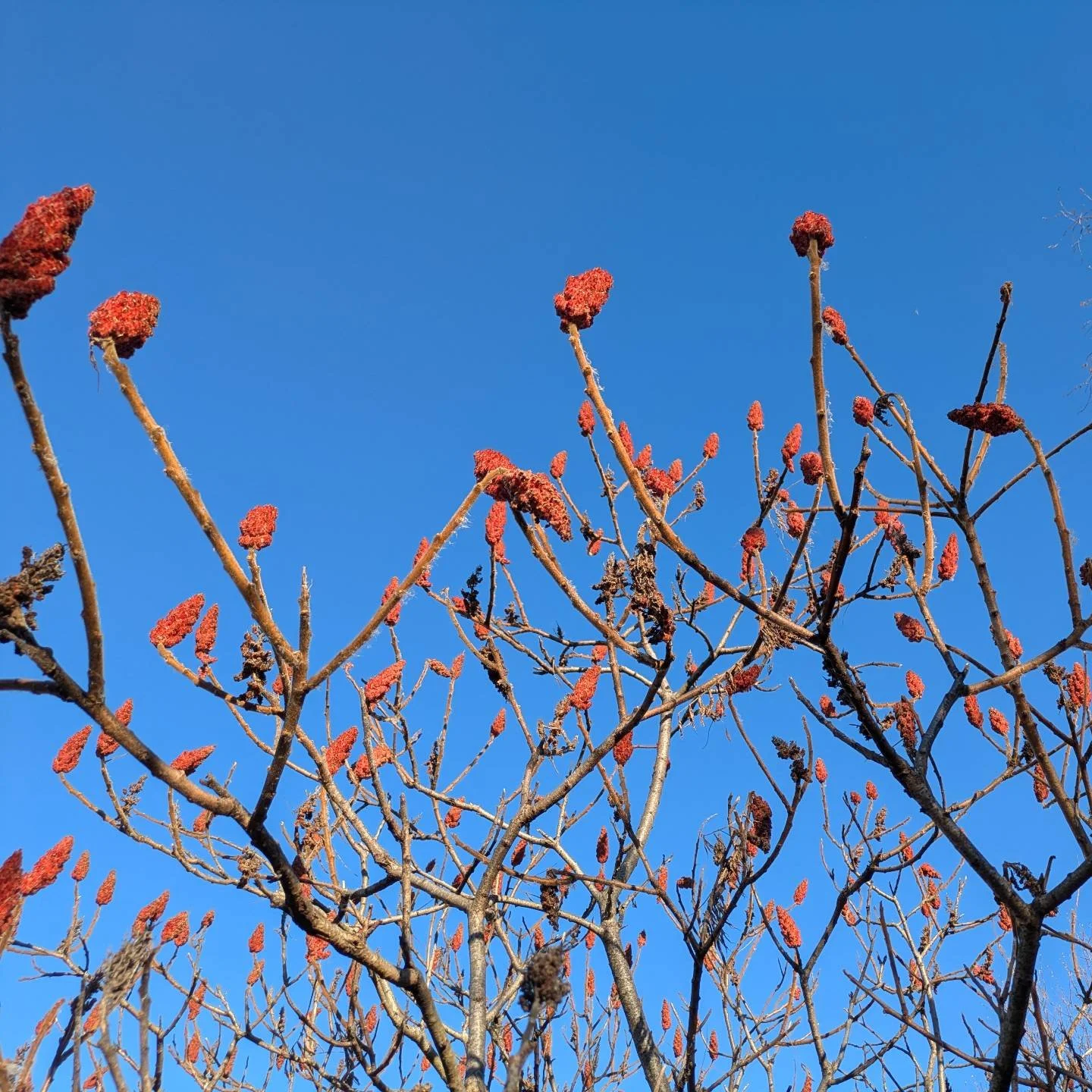 Book Cover Insecurity — H. R. Sinclair