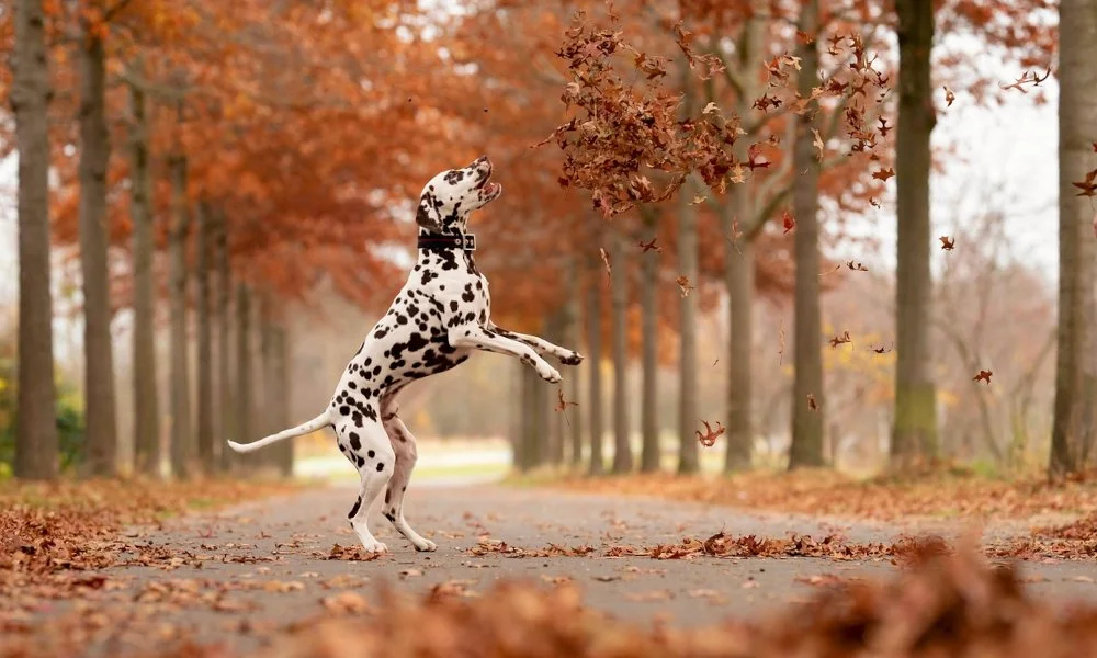 Top 10 Seasonal Joys — H. R. Sinclair