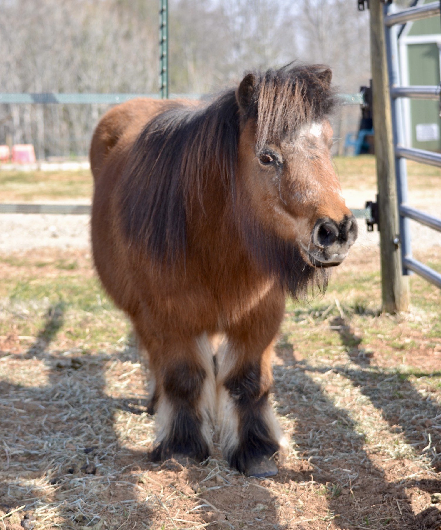 Adoptable — Available Horses — Hope for Horses Western North Carolina ...