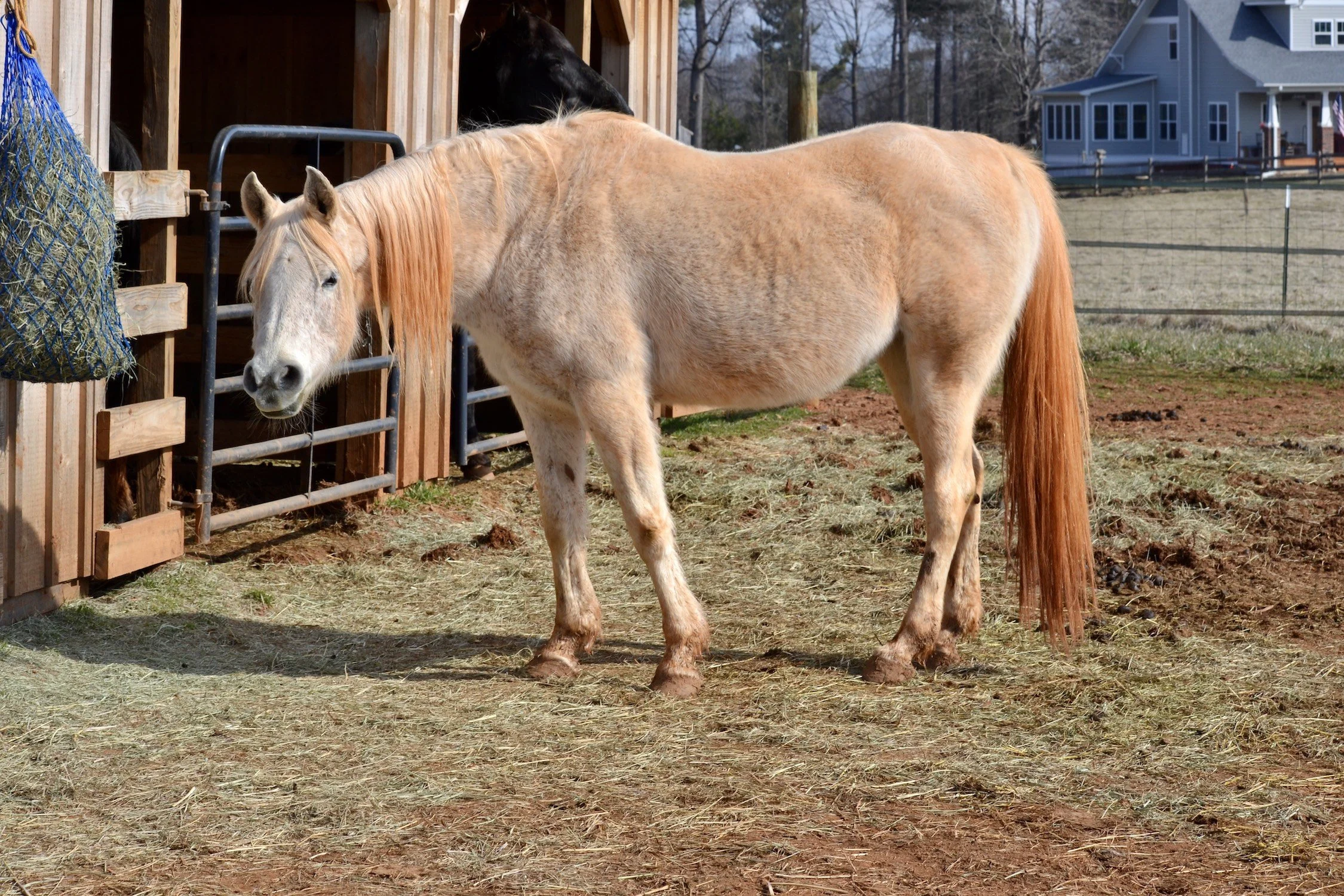 Adoptable — Available Horses — Hope for Horses Western North Carolina ...