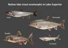 The Faces of Lake Trout: Lake Superior’s Evolutionary Marvel ...
