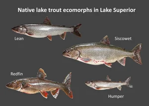 The Faces of Lake Trout: Lake Superior’s Evolutionary Marvel ...