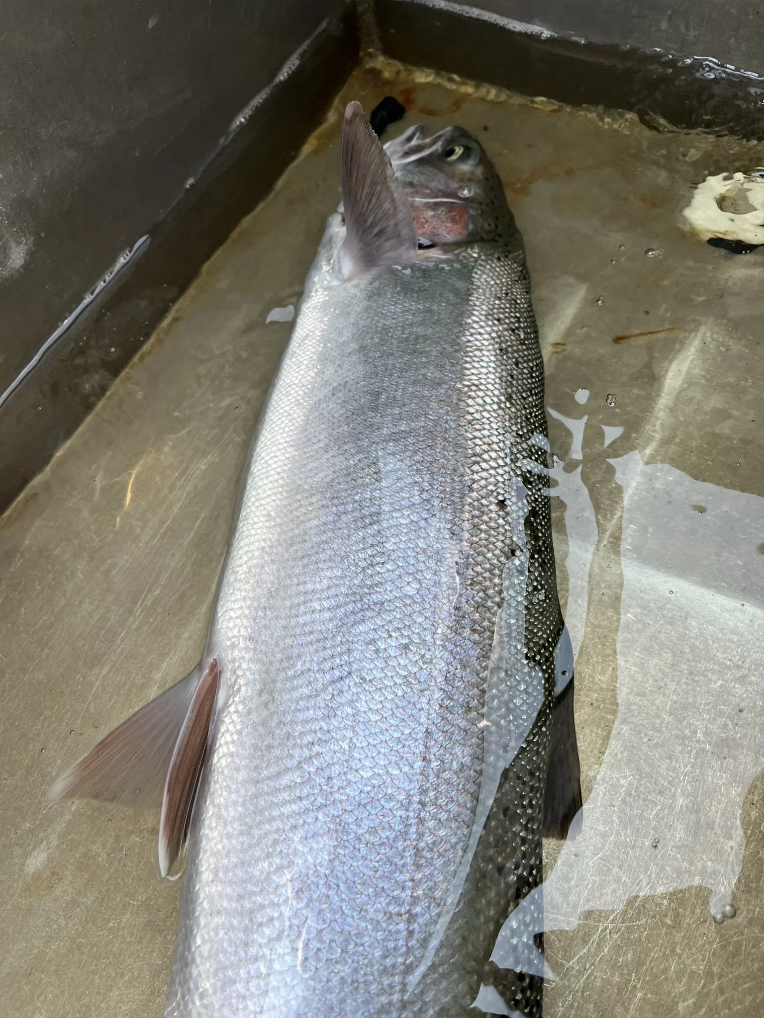 Bead Fishing Steelhead Playbook: — Foresight Fishing