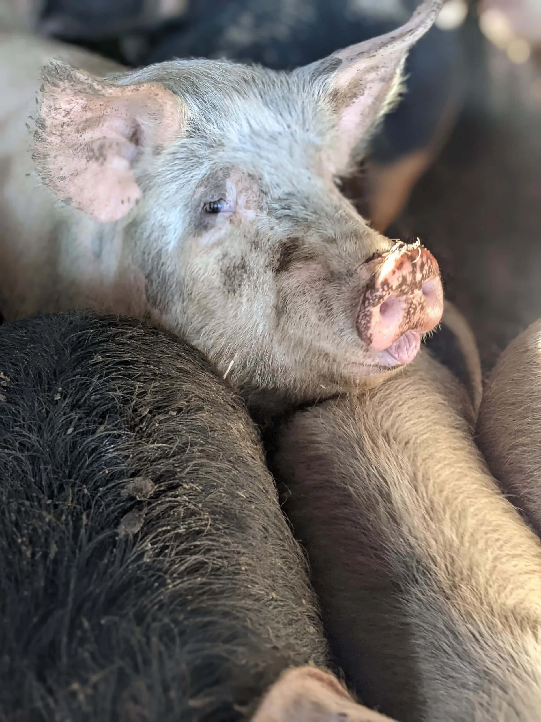 Barefoot Farm Produce | Pork
