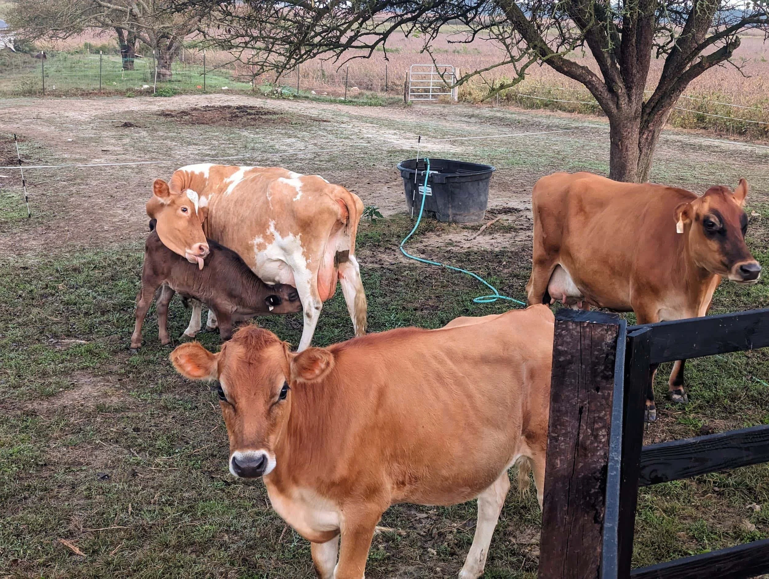 Barefoot Farm Produce | Raw A2A2 Pet Milk