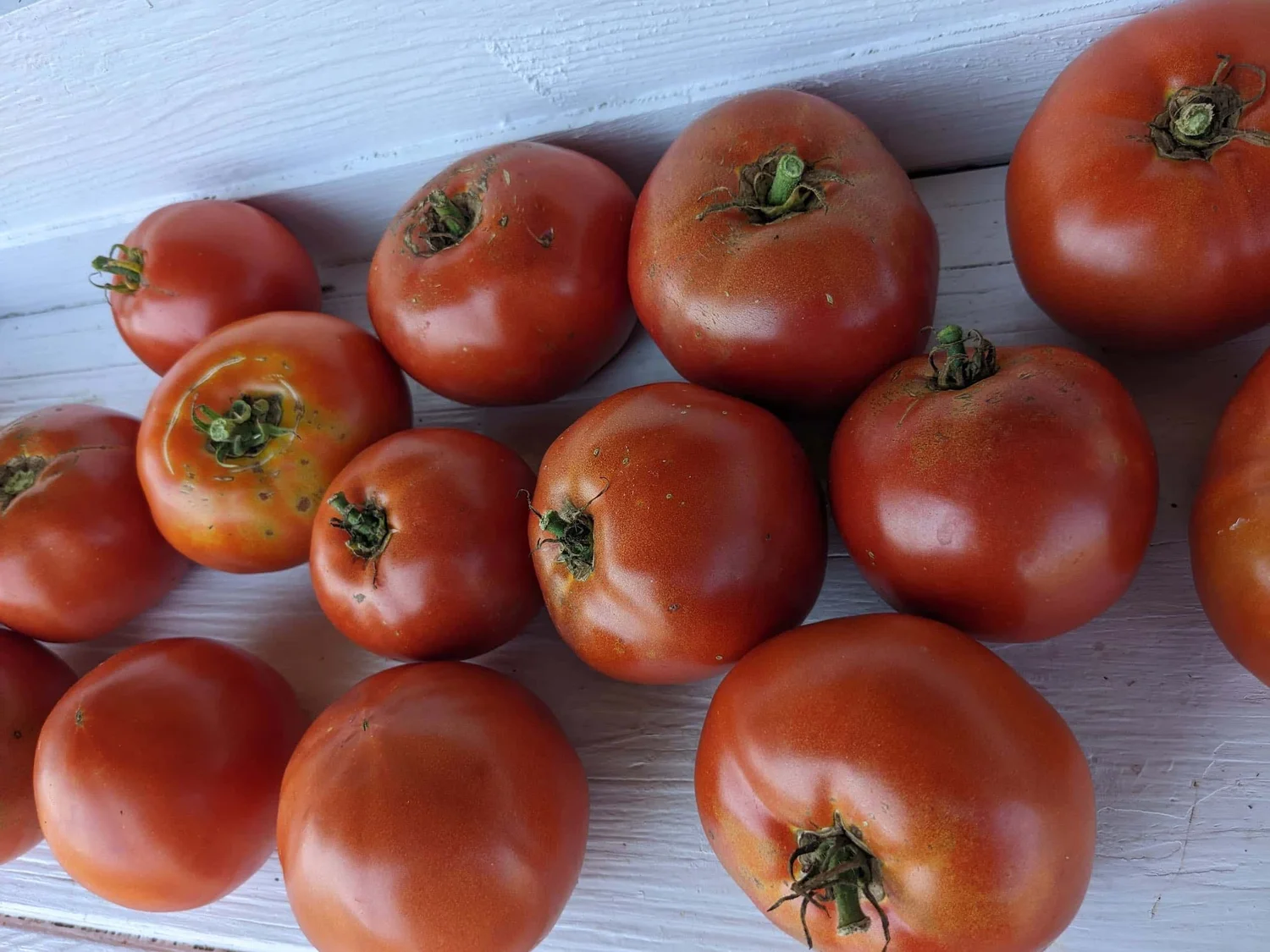 Barefoot Farm Produce | Tomatoes