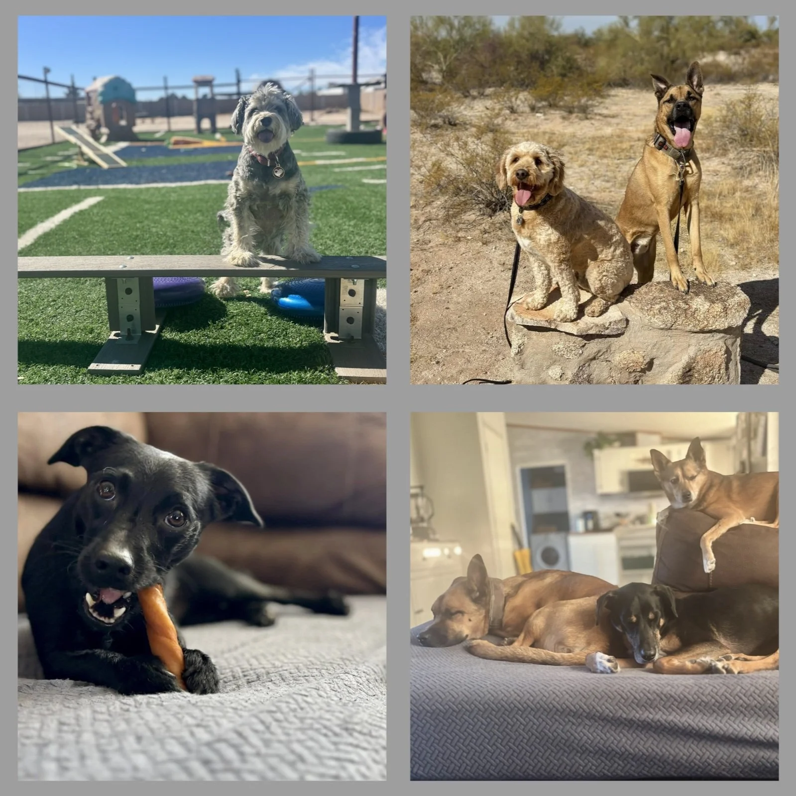Zoey and Friends Dog Boarding