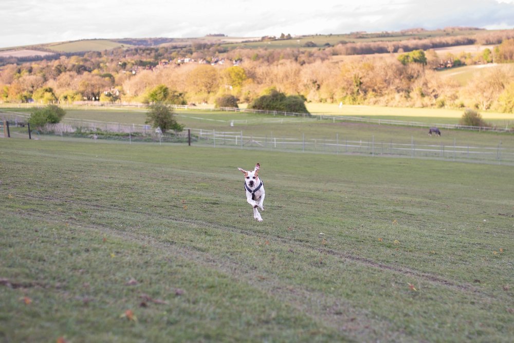 Findon Dog Field
