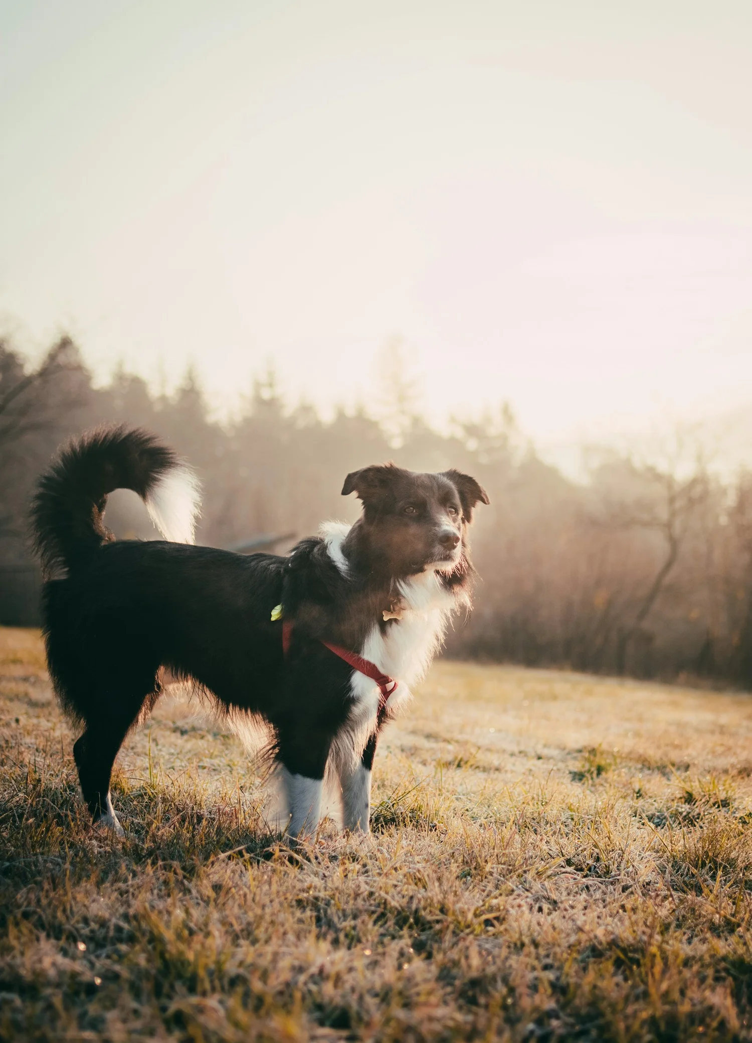 About — Findon Dog Field