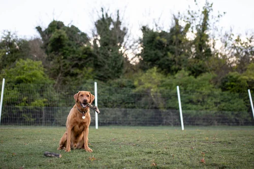 Findon Dog Field