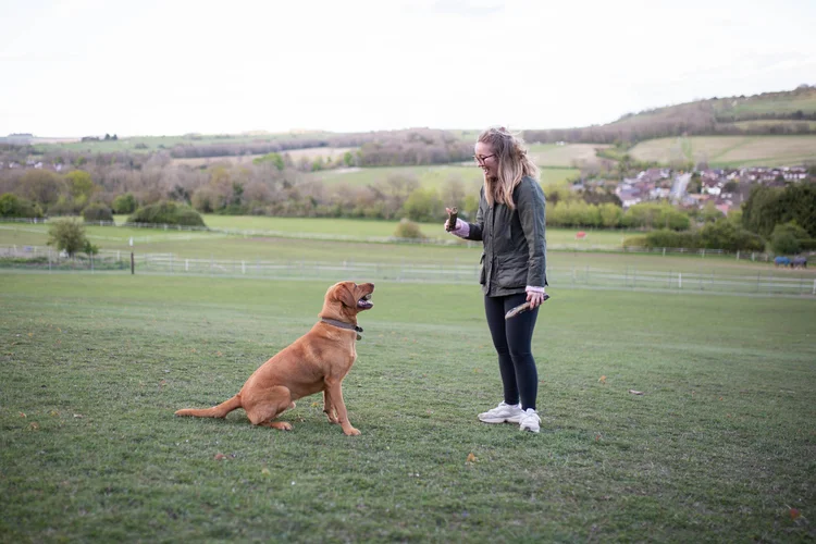 Findon Dog Field