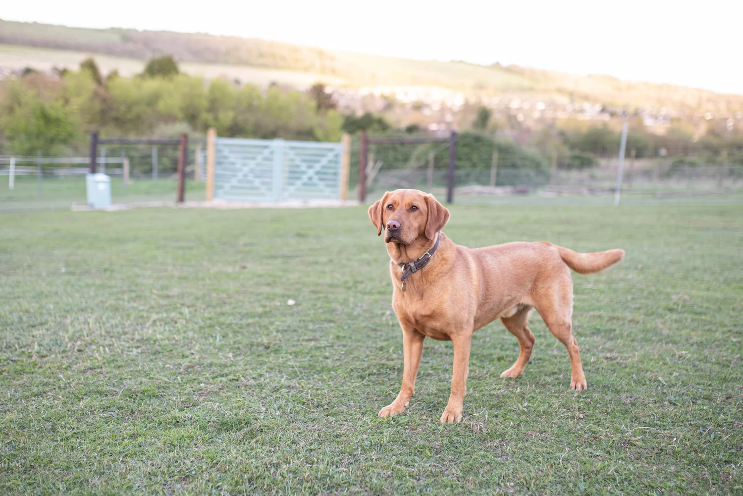 Findon Dog Field