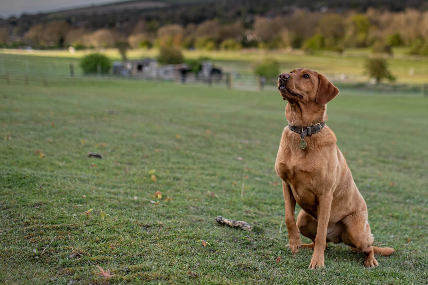 Findon Dog Field