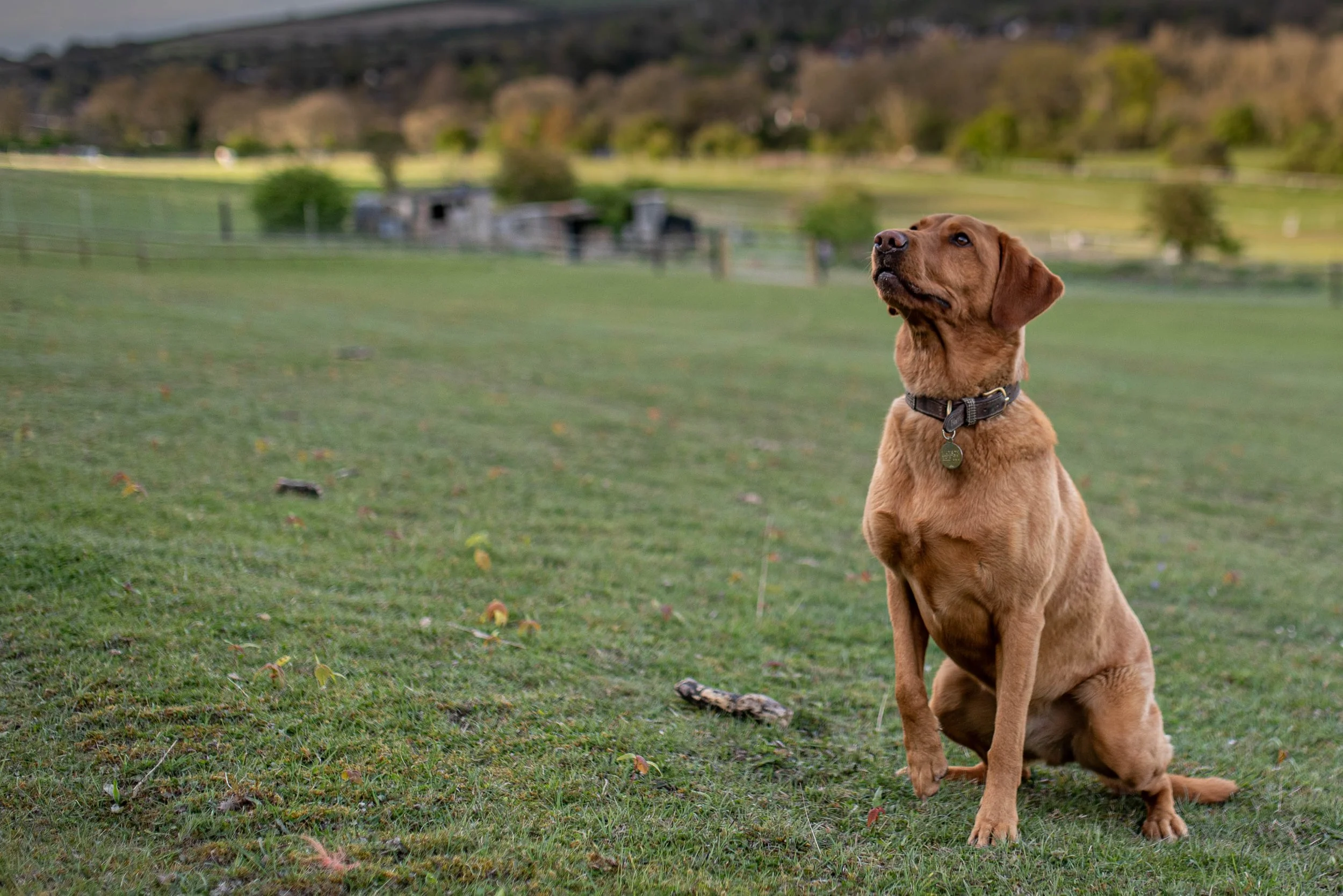 Findon Dog Field
