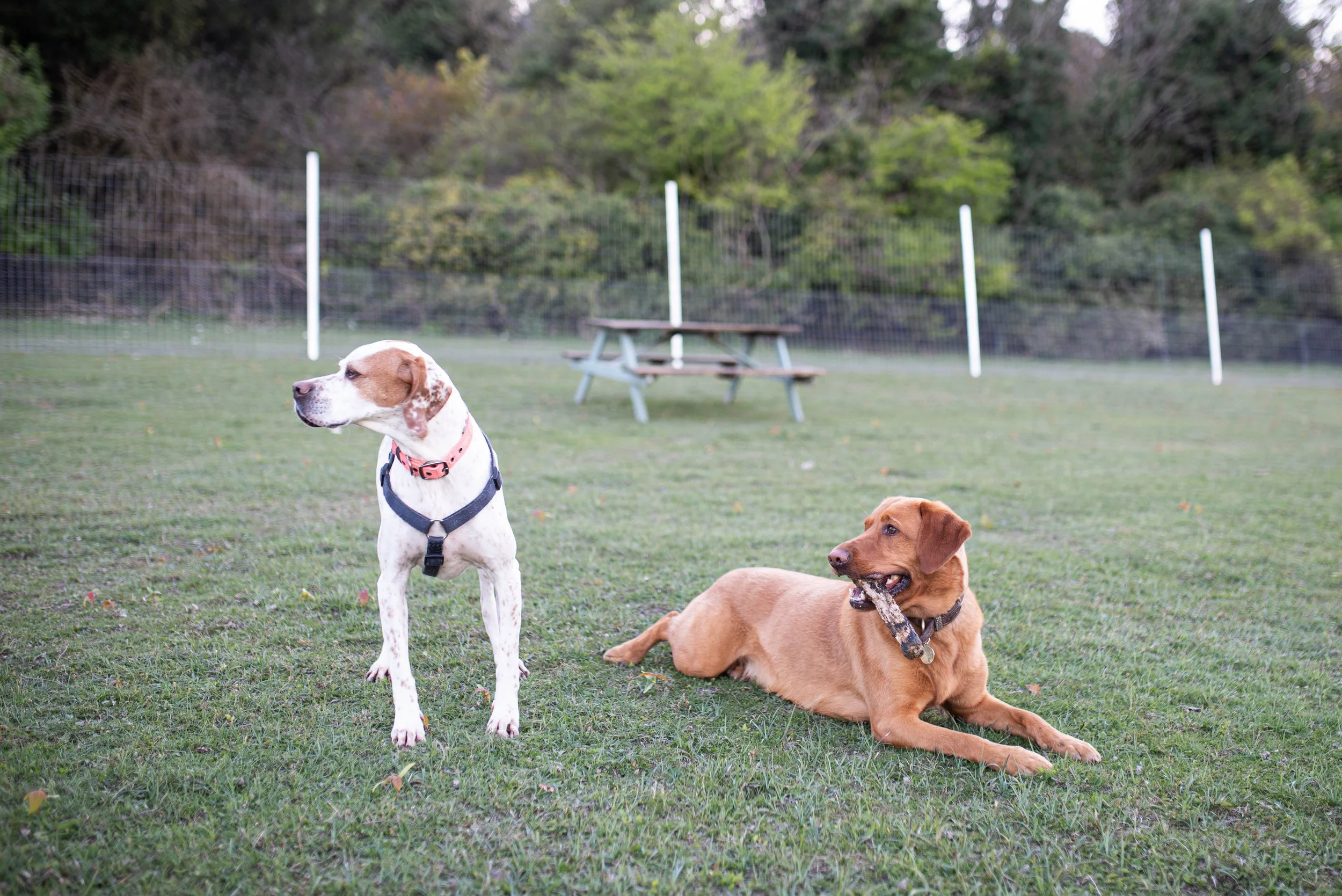 Findon Dog Field