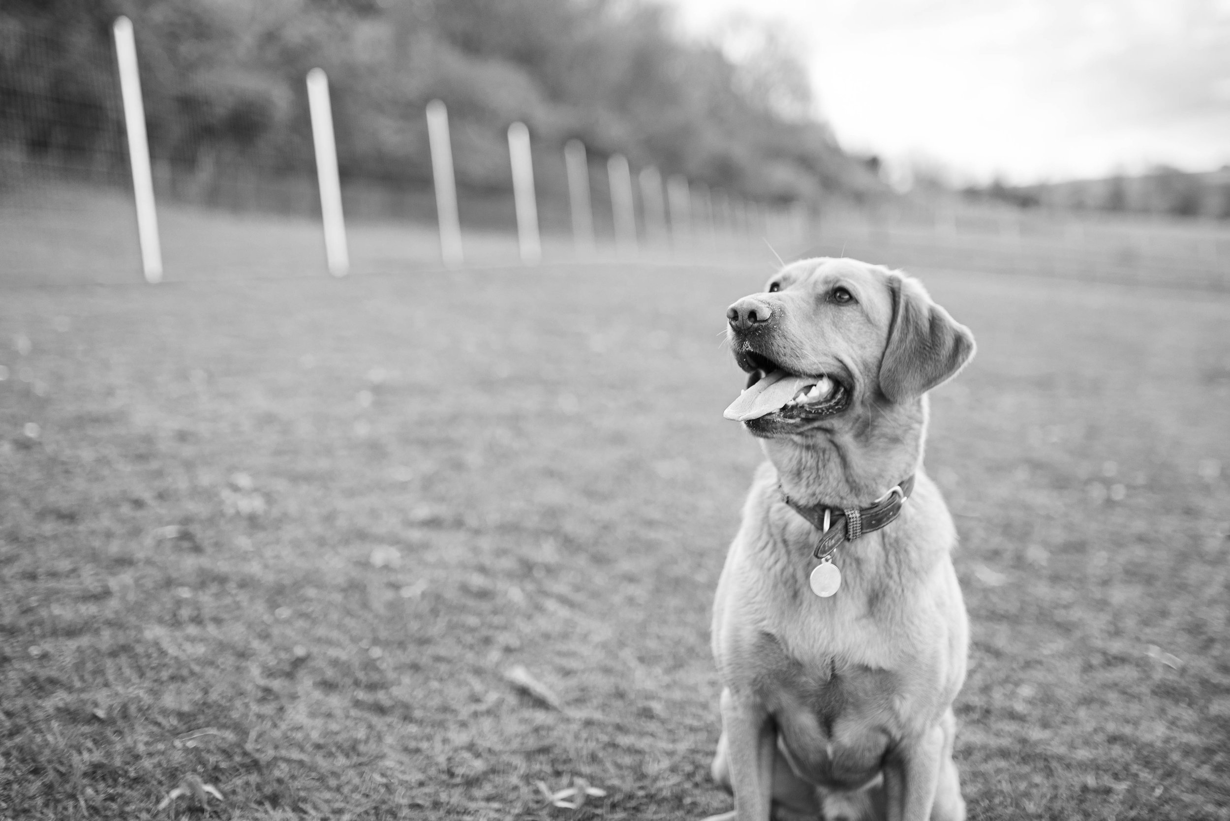 Findon Dog Field