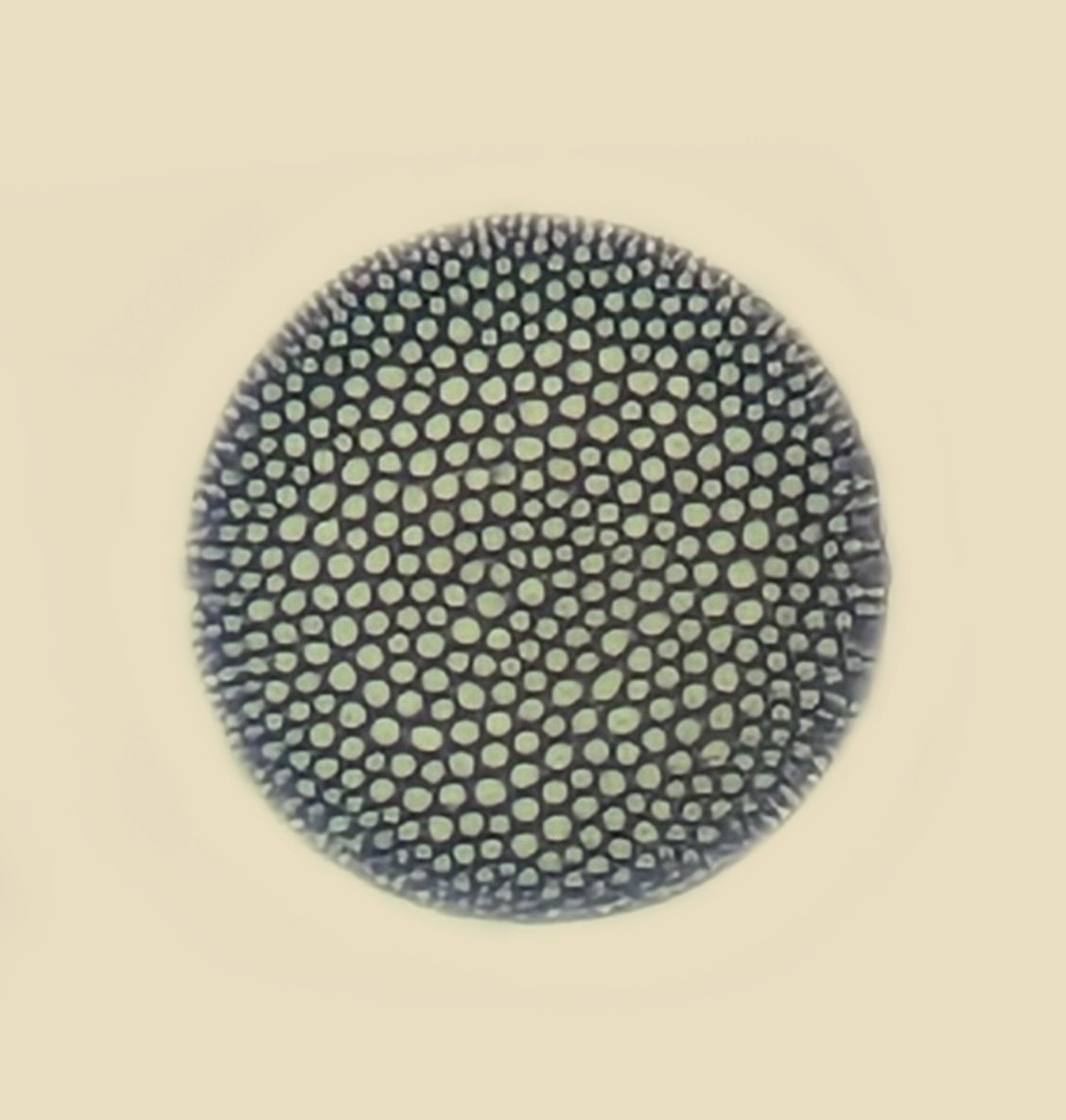 Silica: celebrating the unseen — Re Imagining Ecosystems