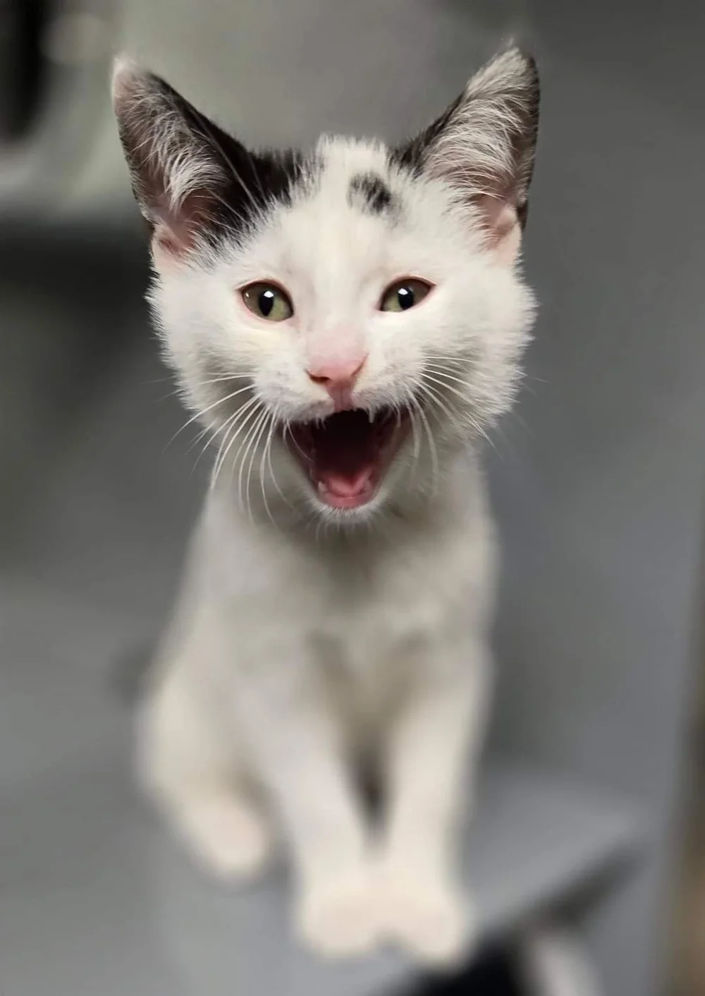 Furry Friends | Support Feline Rescue Today